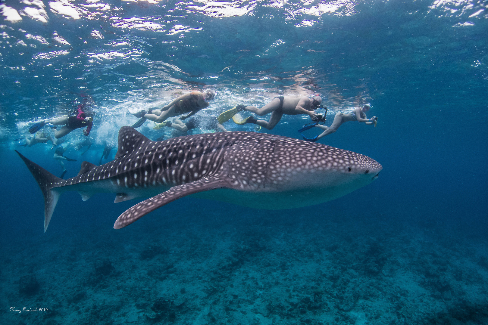 Walhai Foto & Bild | tiere, wildlife, fische Bilder auf fotocommunity