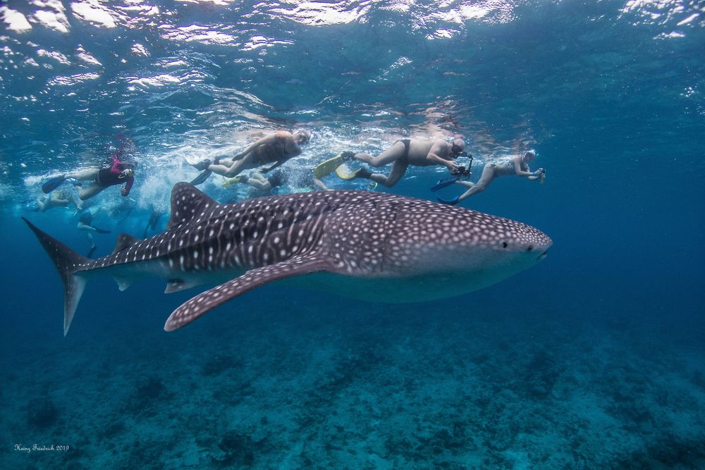 Walhai Foto & Bild | tiere, wildlife, fische Bilder auf fotocommunity