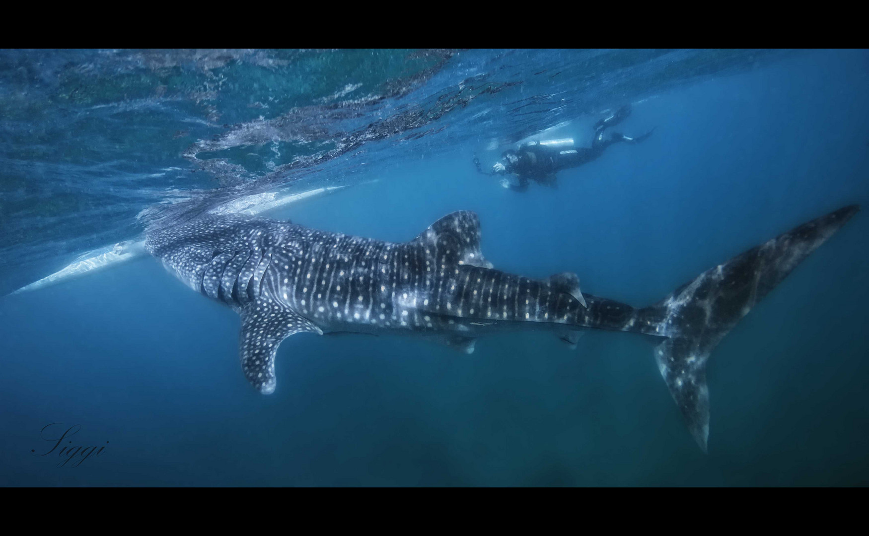 Walhai 2 Foto & Bild | unterwasser, uw-salzwasser, natur-kreativ Bilder ...