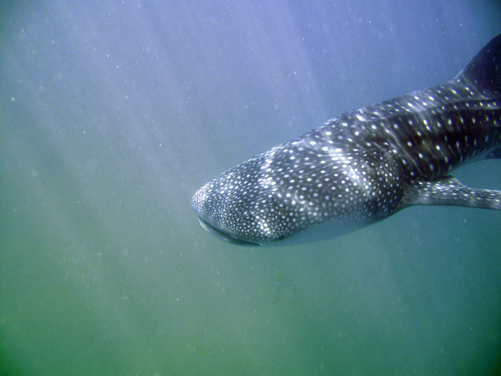 Walhai Foto & Bild | tiere, wildlife, fische Bilder auf fotocommunity