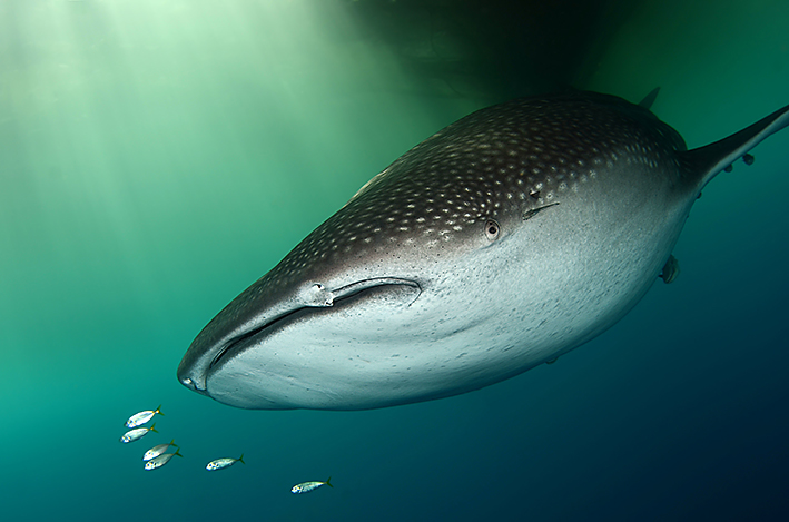 Walhai Foto & Bild | unterwasser, uw-salzwasser, natur-kreativ Bilder ...