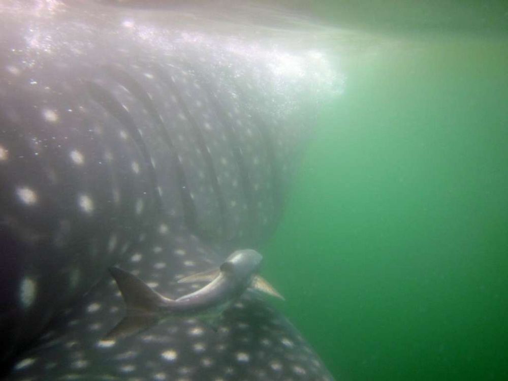 Walhai Foto & Bild | tiere, wildlife, fische Bilder auf fotocommunity