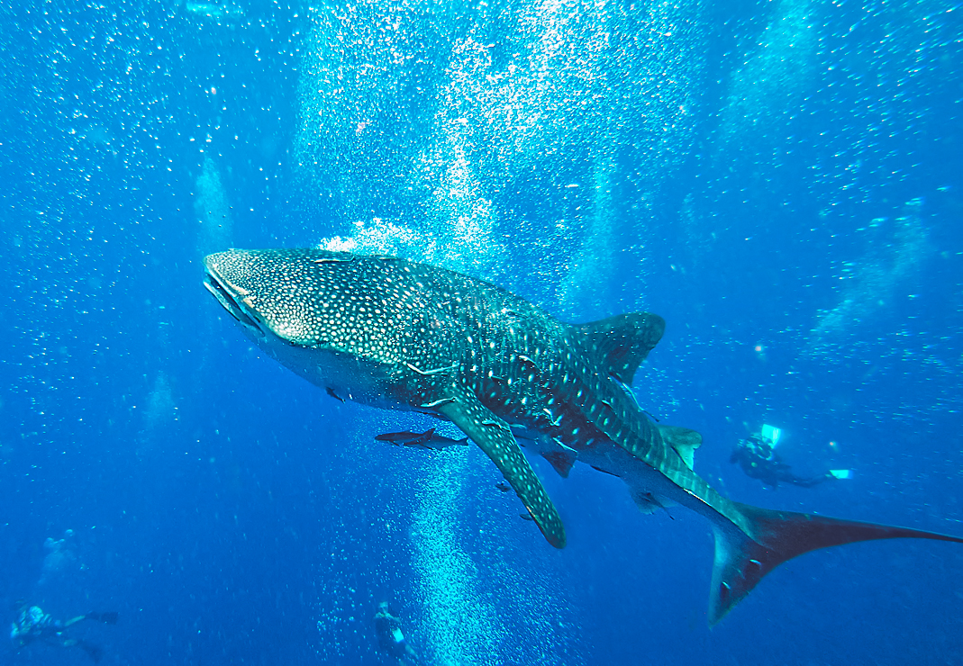 Walhai Foto & Bild | sport, tiere, wildlife Bilder auf fotocommunity