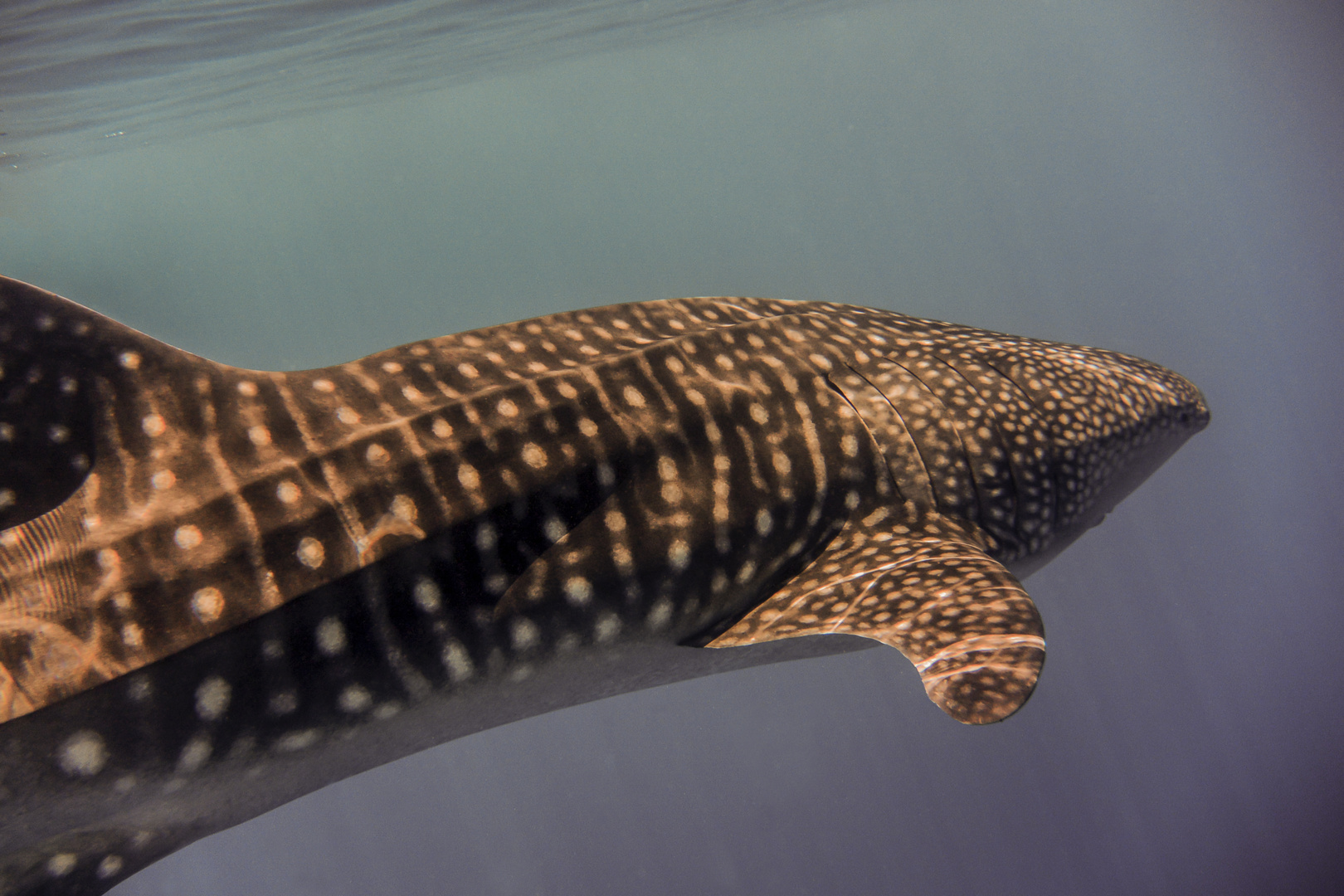 Walhai Foto & Bild | world, meer, natur Bilder auf fotocommunity