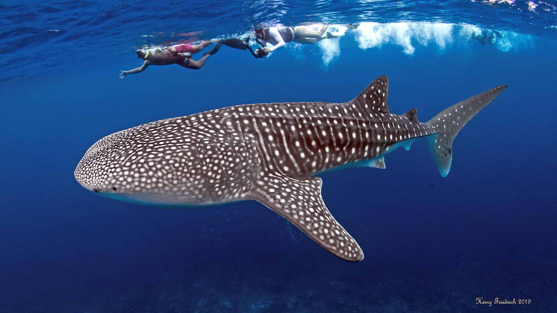 Walhai begegnung Foto & Bild | tiere, wildlife, fische Bilder auf ...