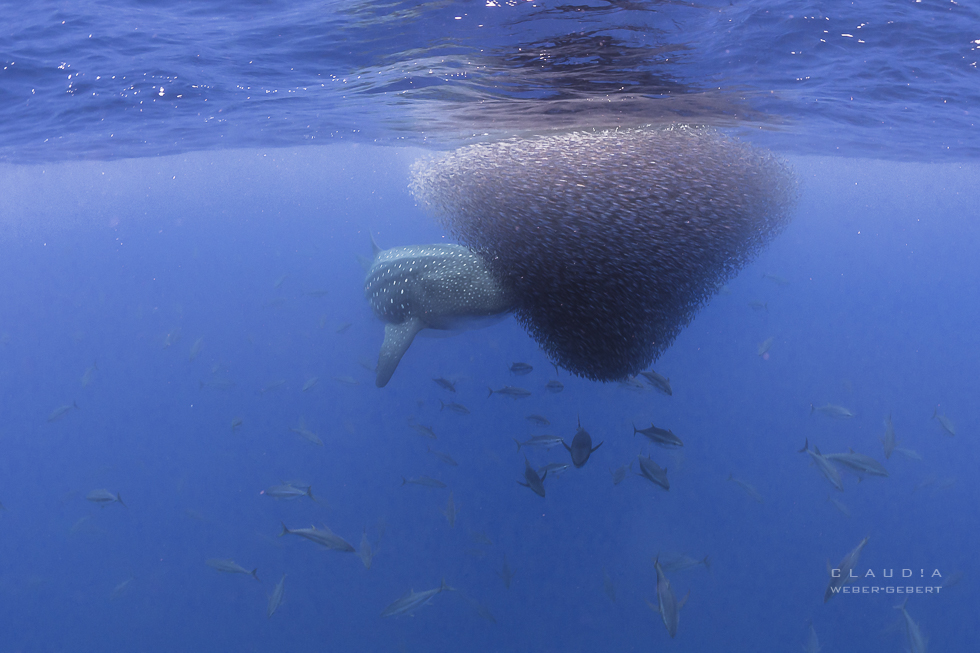 Walhai-Begegnung auf den Azoren... Foto & Bild | natur, tiere, ozean ...