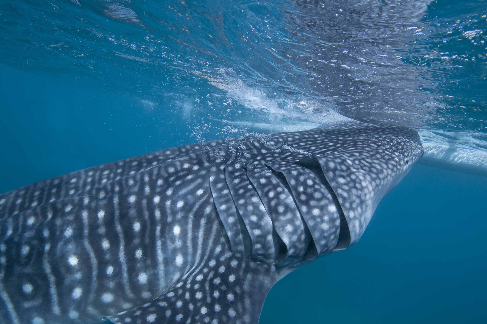 Walhai Foto & Bild | unterwasser, uw-salzwasser, natur-kreativ Bilder ...