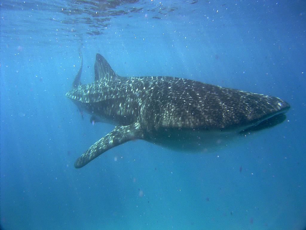 Walhai Foto & Bild | asia, indian ocean, malediven Bilder auf fotocommunity