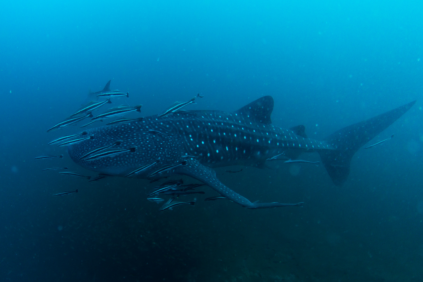 Walhai Foto & Bild | tiere, wildlife, fische Bilder auf fotocommunity