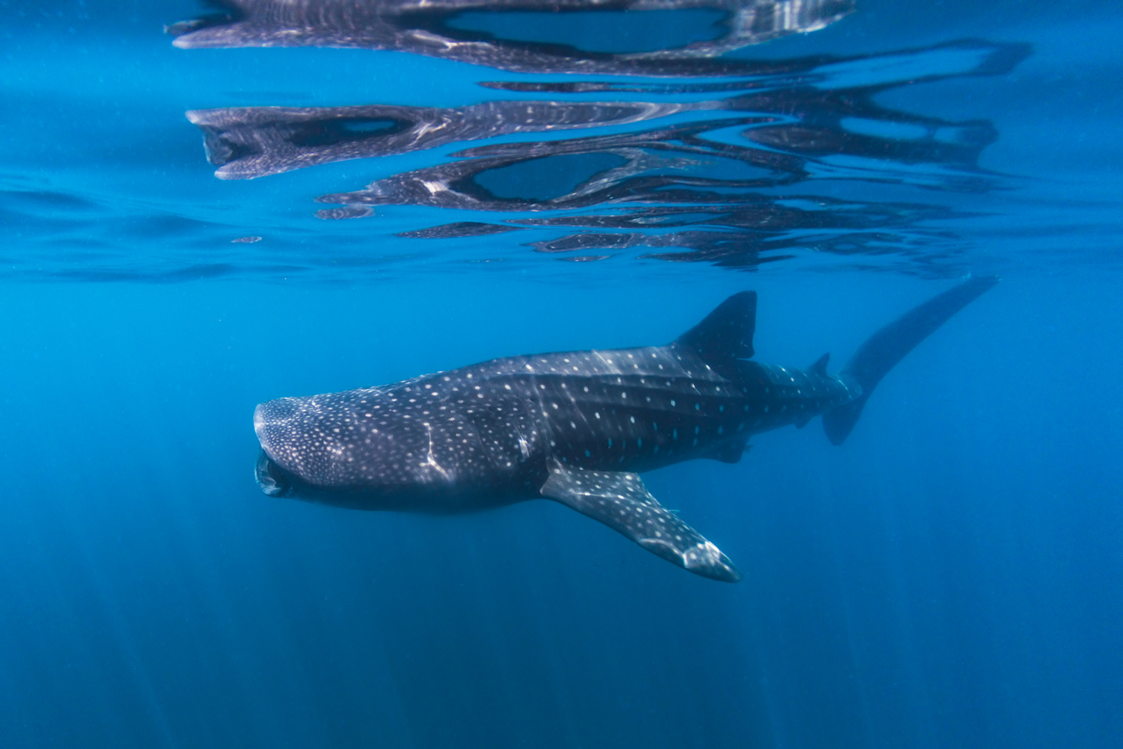 Walhai - einer von 100 Foto & Bild | unterwasser, uw-salzwasser, natur ...