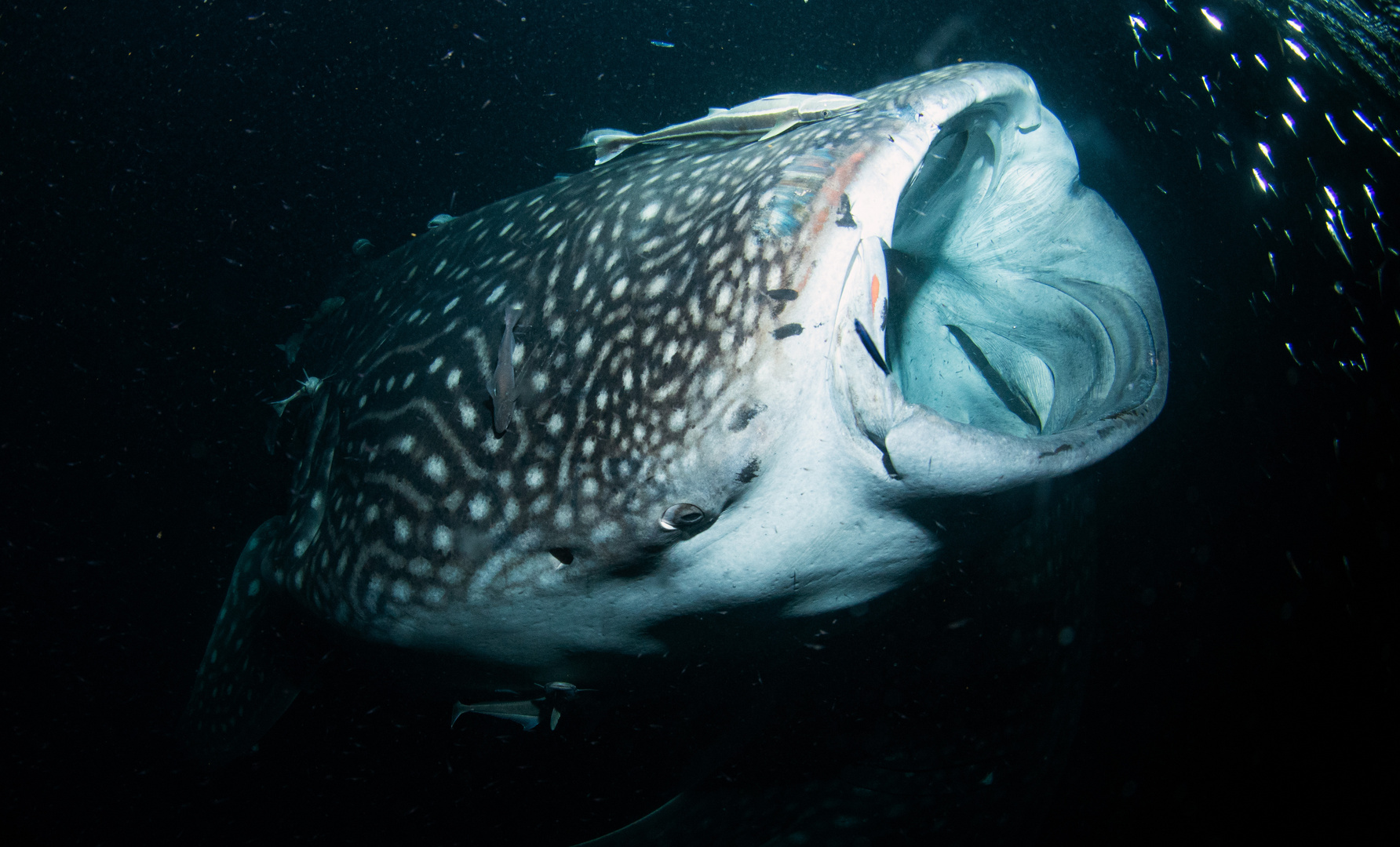 Walhai I Foto & Bild | unterwasser, uw-salzwasser, natur-kreativ Bilder ...