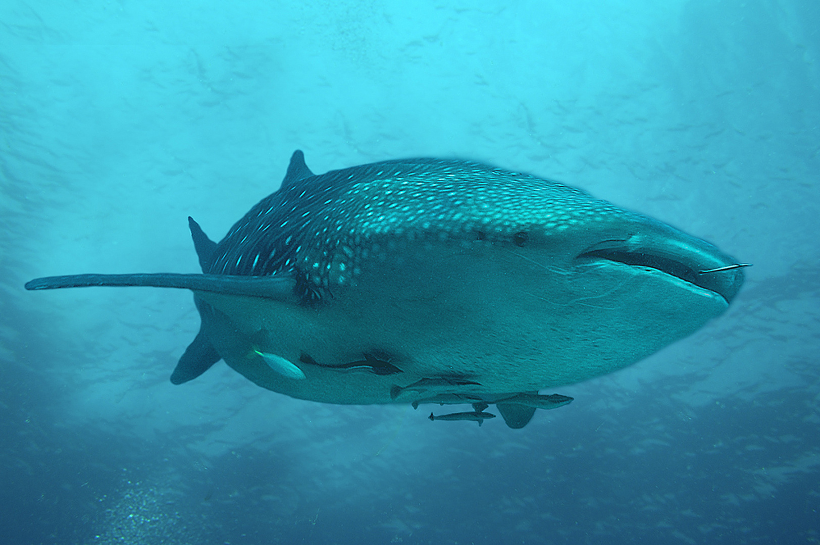 Walhai in der Bucht von Leyte, Philipinen Foto & Bild | tiere, wildlife ...