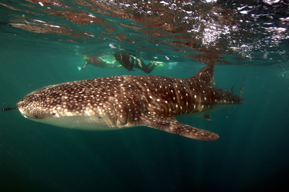 Walhai mit Begleitern Foto & Bild | unterwasser, uw-salzwasser, natur ...
