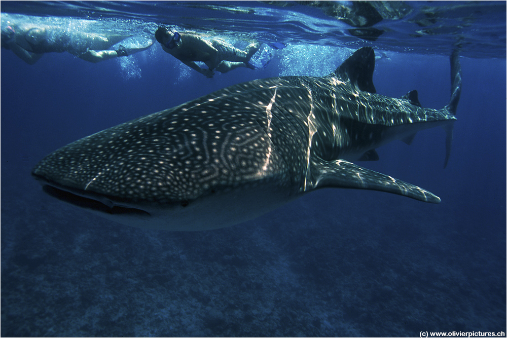Walhai [reloaded] Foto & Bild | unterwasser, uw-salzwasser, natur ...