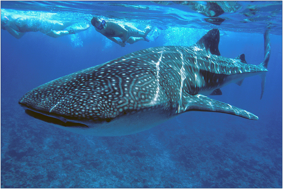 Walhai (reloaded) Foto & Bild | unterwasser, natur-kreativ ...