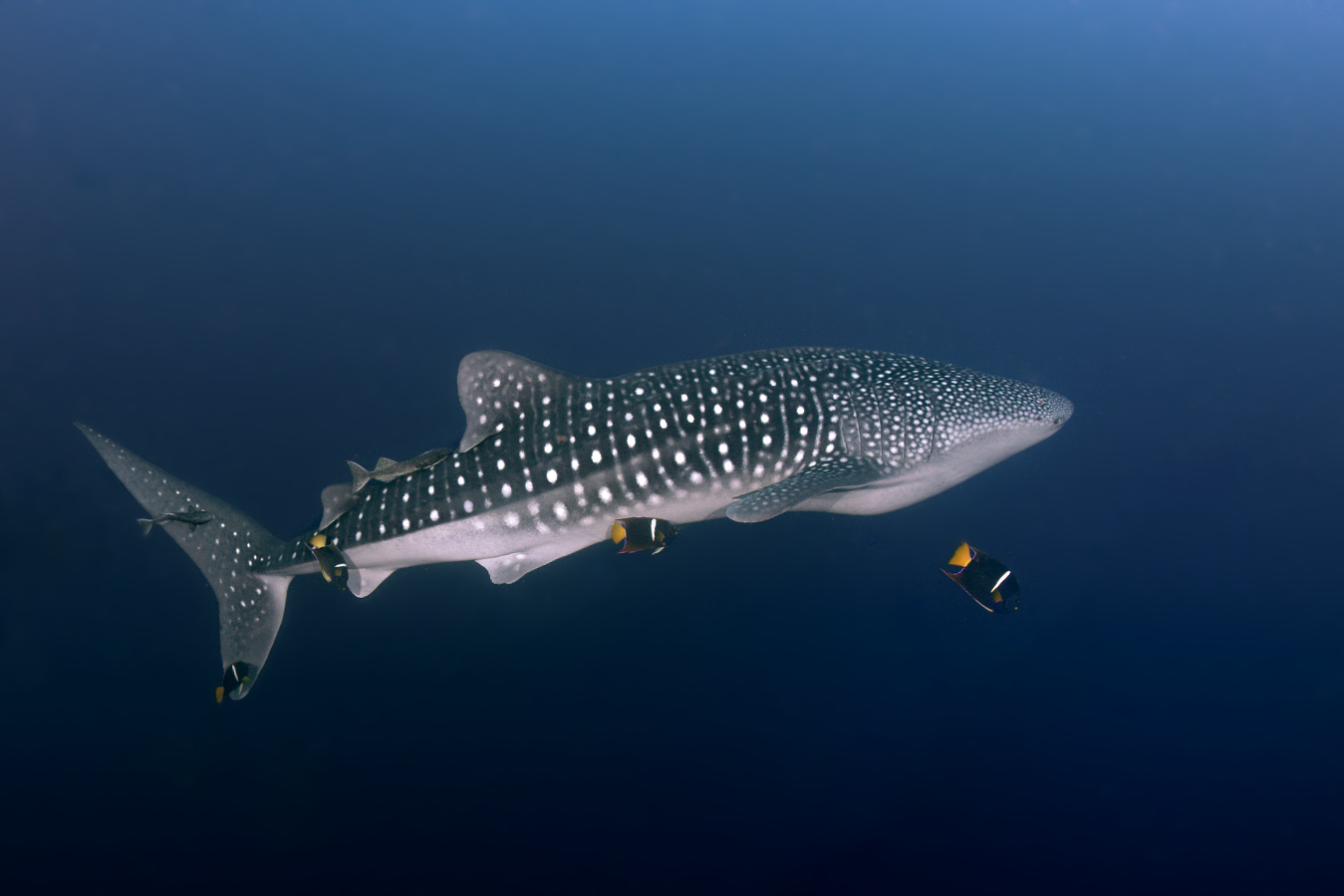 Walhai vor Malepelo Foto & Bild | unterwasser, uw-salzwasser, natur ...
