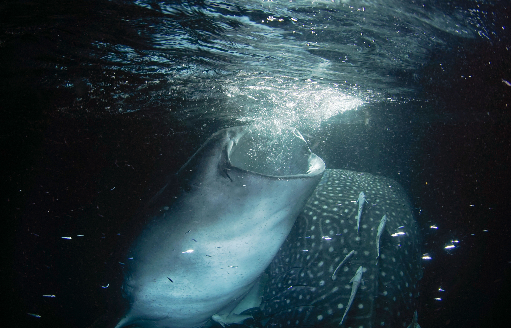 Walhaie Foto & Bild | unterwasser, uw-salzwasser, natur-kreativ Bilder ...