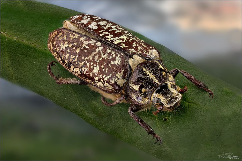 walker_1 Foto & Bild | makro, natur, insekten Bilder auf fotocommunity