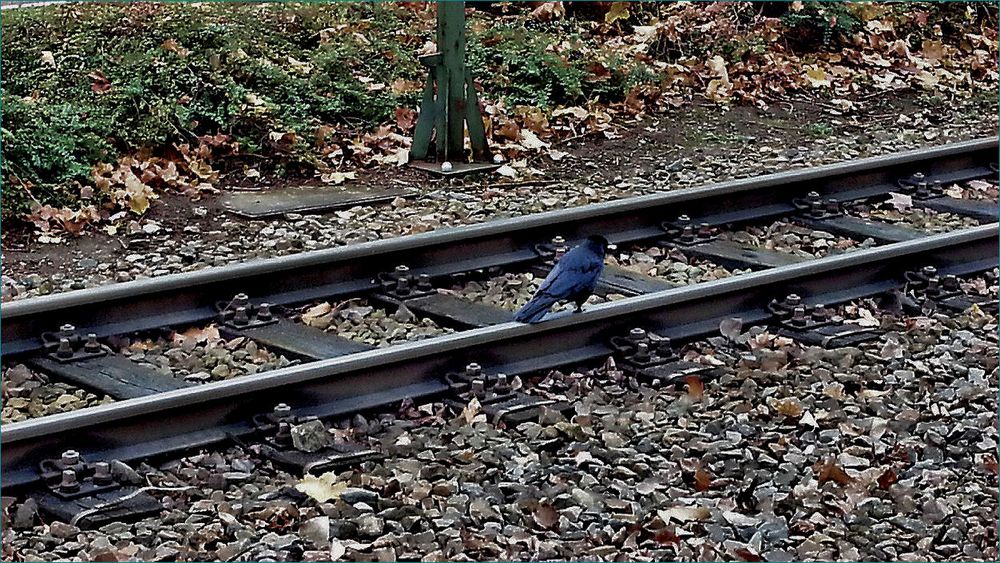 Walking on the railroad tracks Foto & Bild | tiere, wildlife, wild ...