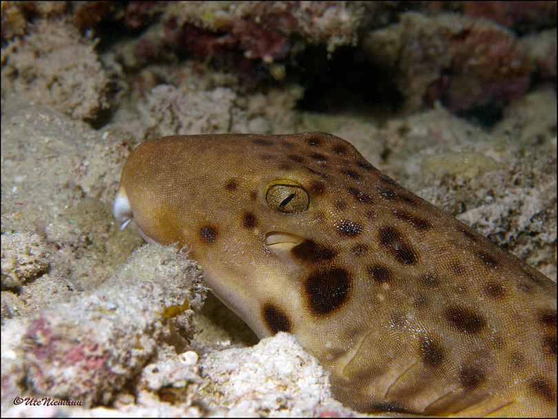 Walking Shark Foto & Bild | unterwasser, uw-salzwasser, natur-kreativ ...