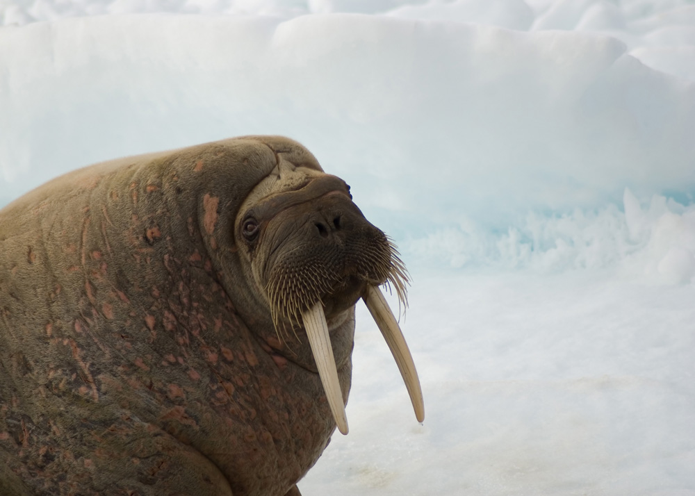 wallrus Foto & Bild | nature, animals, wildlife Bilder auf fotocommunity