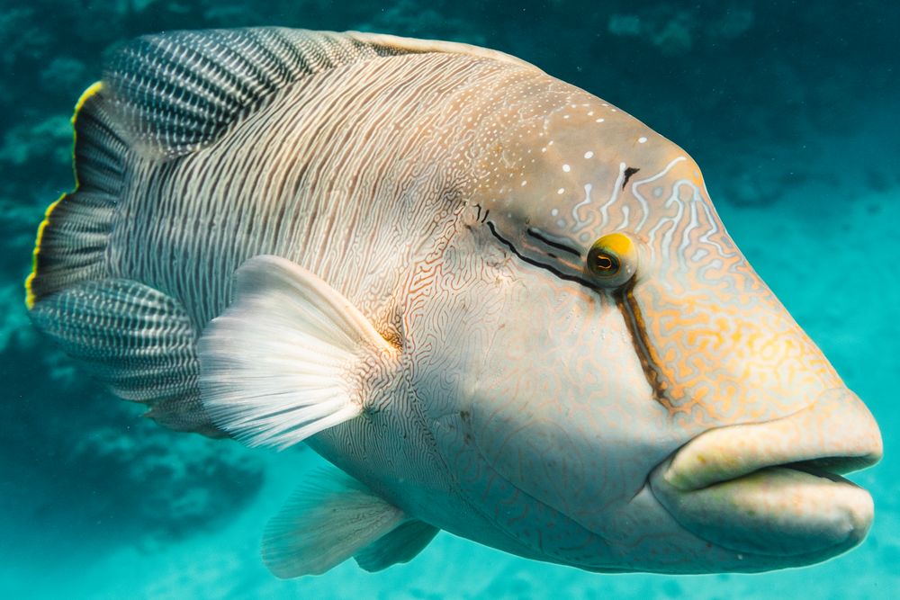 Wally Foto & Bild | tiere, wildlife, fische Bilder auf fotocommunity