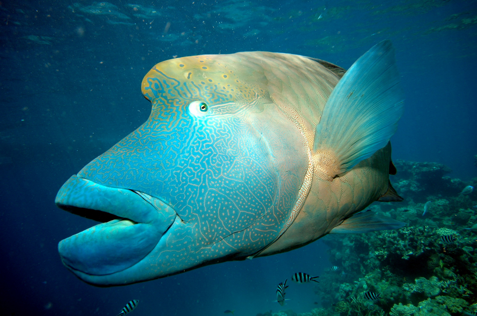 wally Foto & Bild | tiere, wildlife, fische Bilder auf fotocommunity