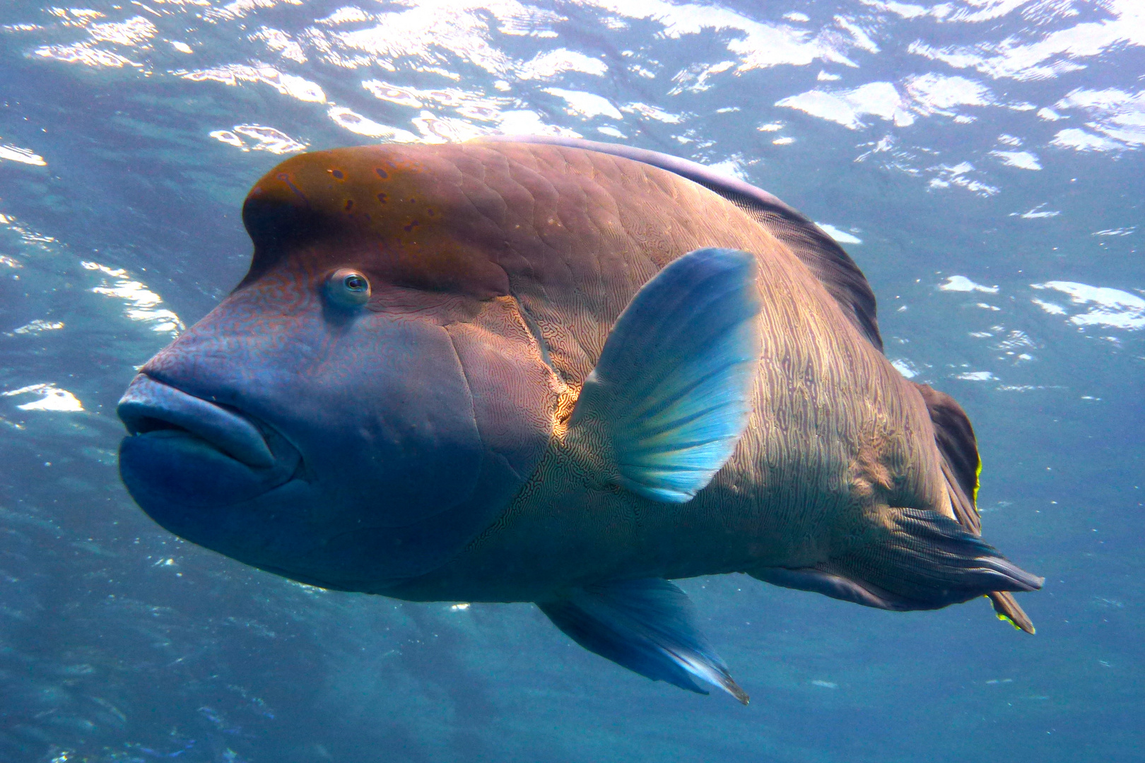 Wally the giant Maori Wrasse Foto & Bild | tiere, wildlife, fische ...