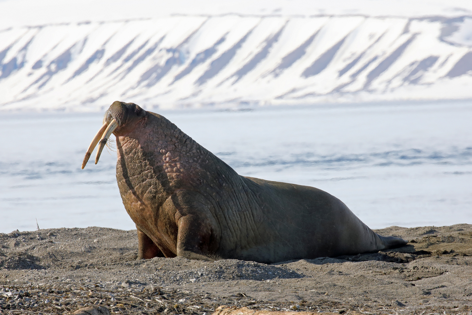 Walross Foto & Bild | natur, see, tiere Bilder auf fotocommunity