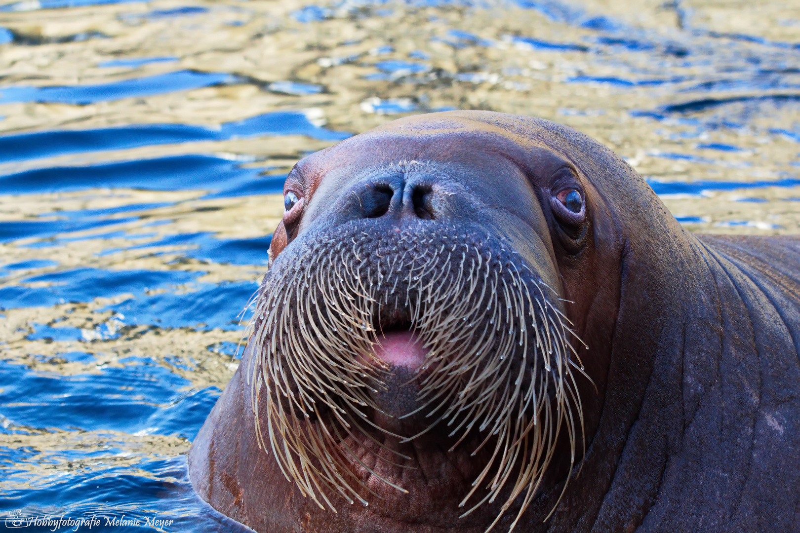 Walross Foto & Bild | tiere, zoo, wildpark & falknerei, säugetiere ...