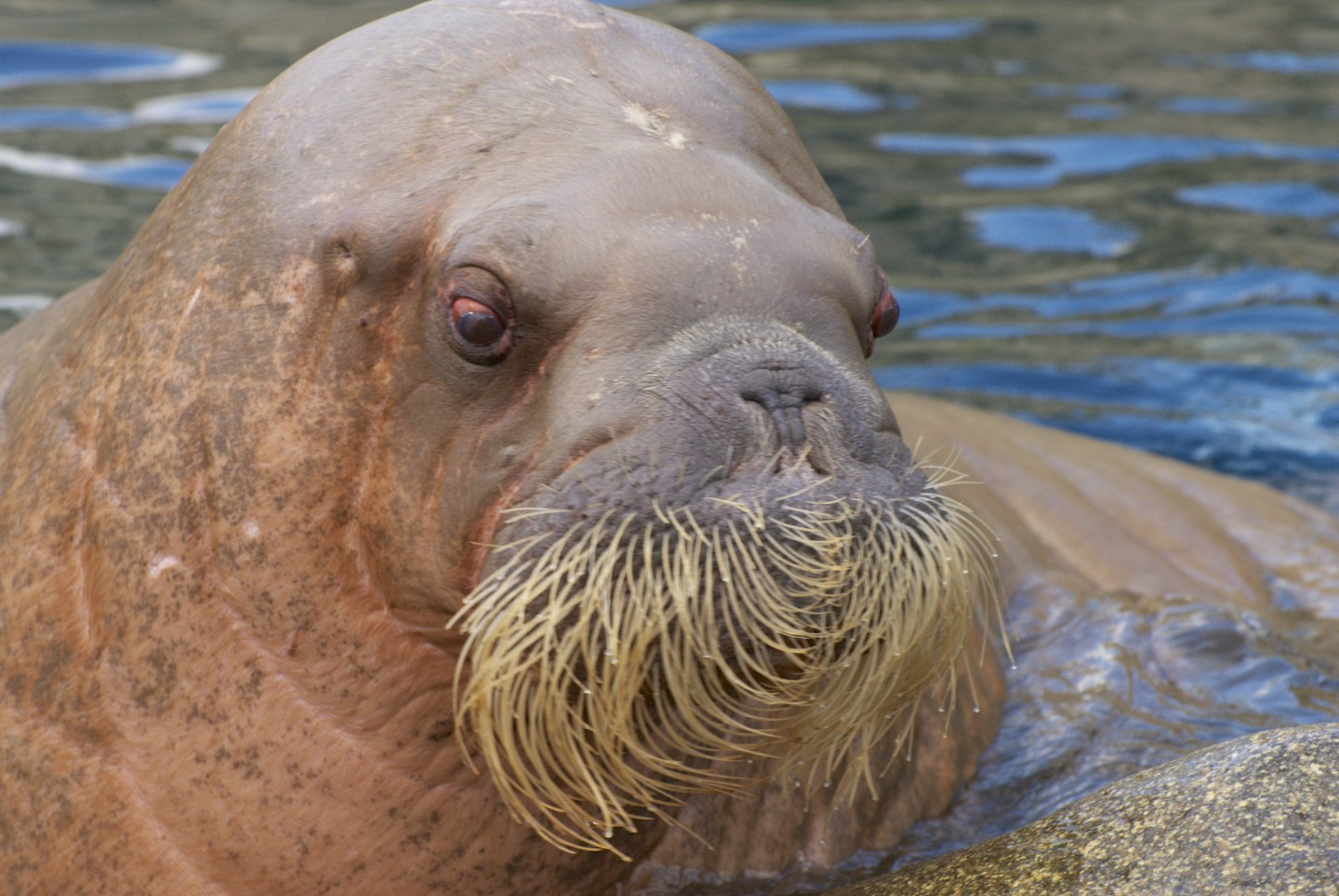 Walross Foto & Bild | tiere, zoo, wildpark & falknerei, säugetiere ...