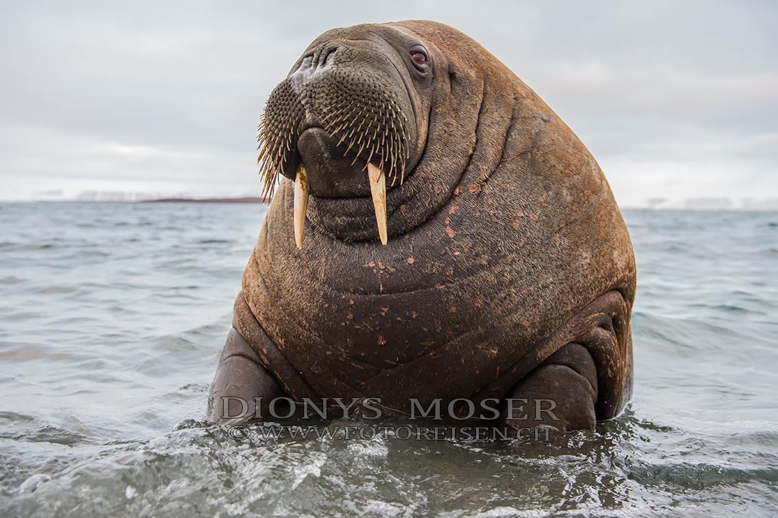 Walross Foto & Bild | world, eis, natur Bilder auf fotocommunity