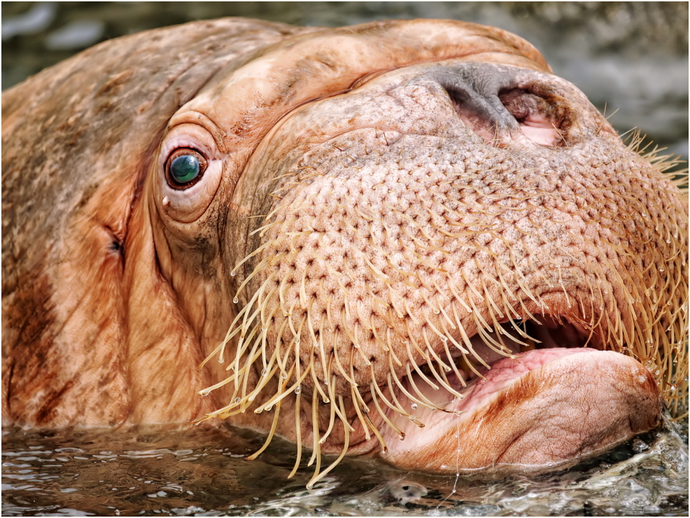 Walross Antje Foto & Bild | tiere, zoo, wildpark & falknerei ...