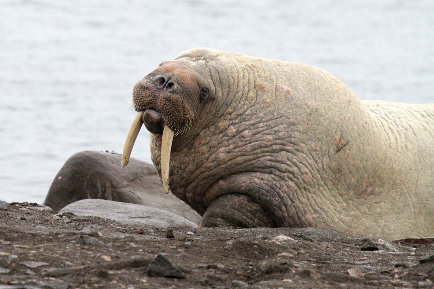 Walross Foto & Bild | arctic, poles, arktis Bilder auf fotocommunity
