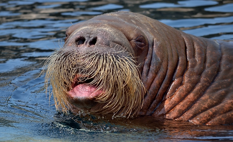 Walross Foto & Bild | tiere, wildlife, säugetiere Bilder auf fotocommunity