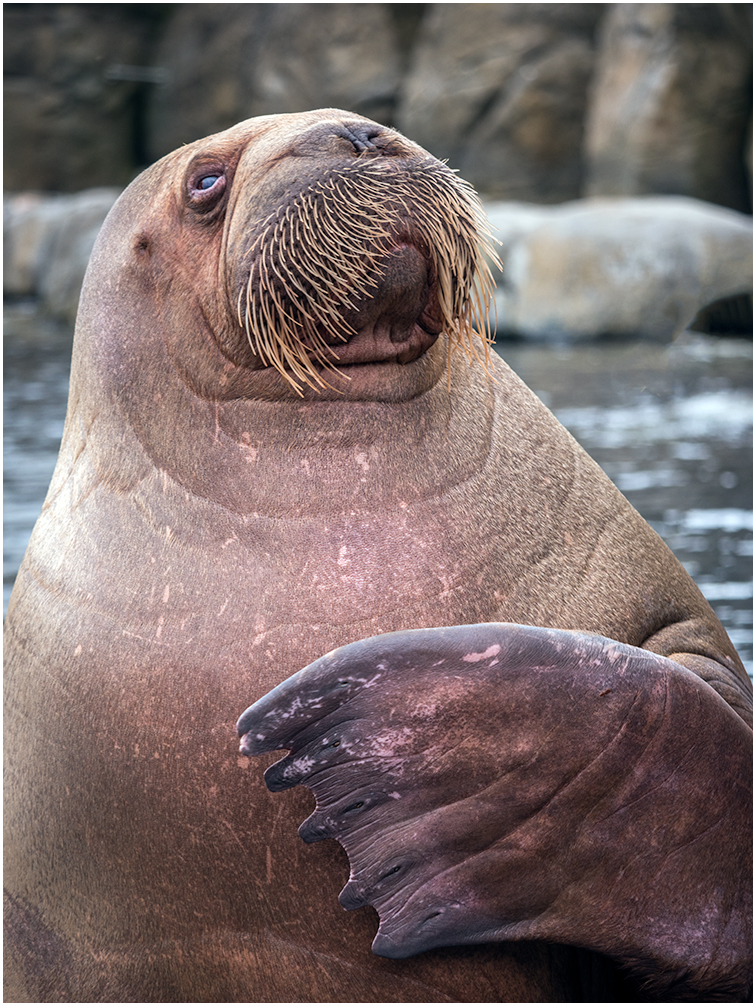 Walross Foto & Bild | tiere, zoo, wildpark & falknerei, zoo Bilder auf ...