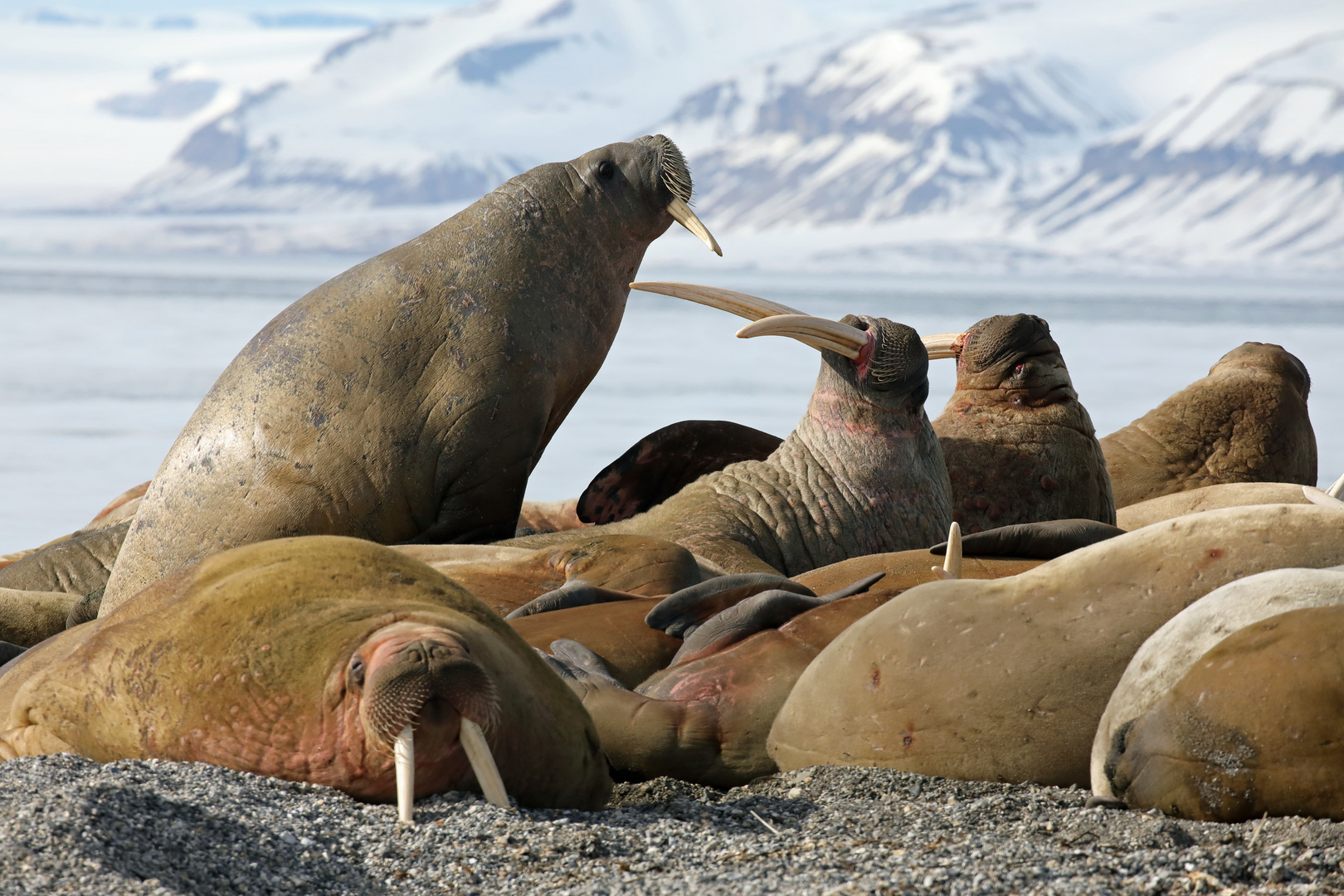 Walrosse Foto & Bild | Bilder auf fotocommunity