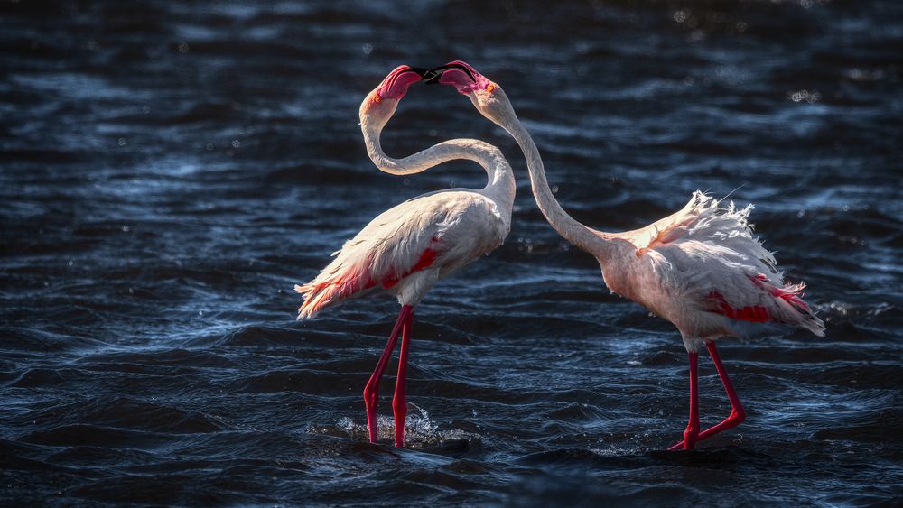 Walvis Bay, Namibia Foto & Bild | africa, southern africa, namibia ...