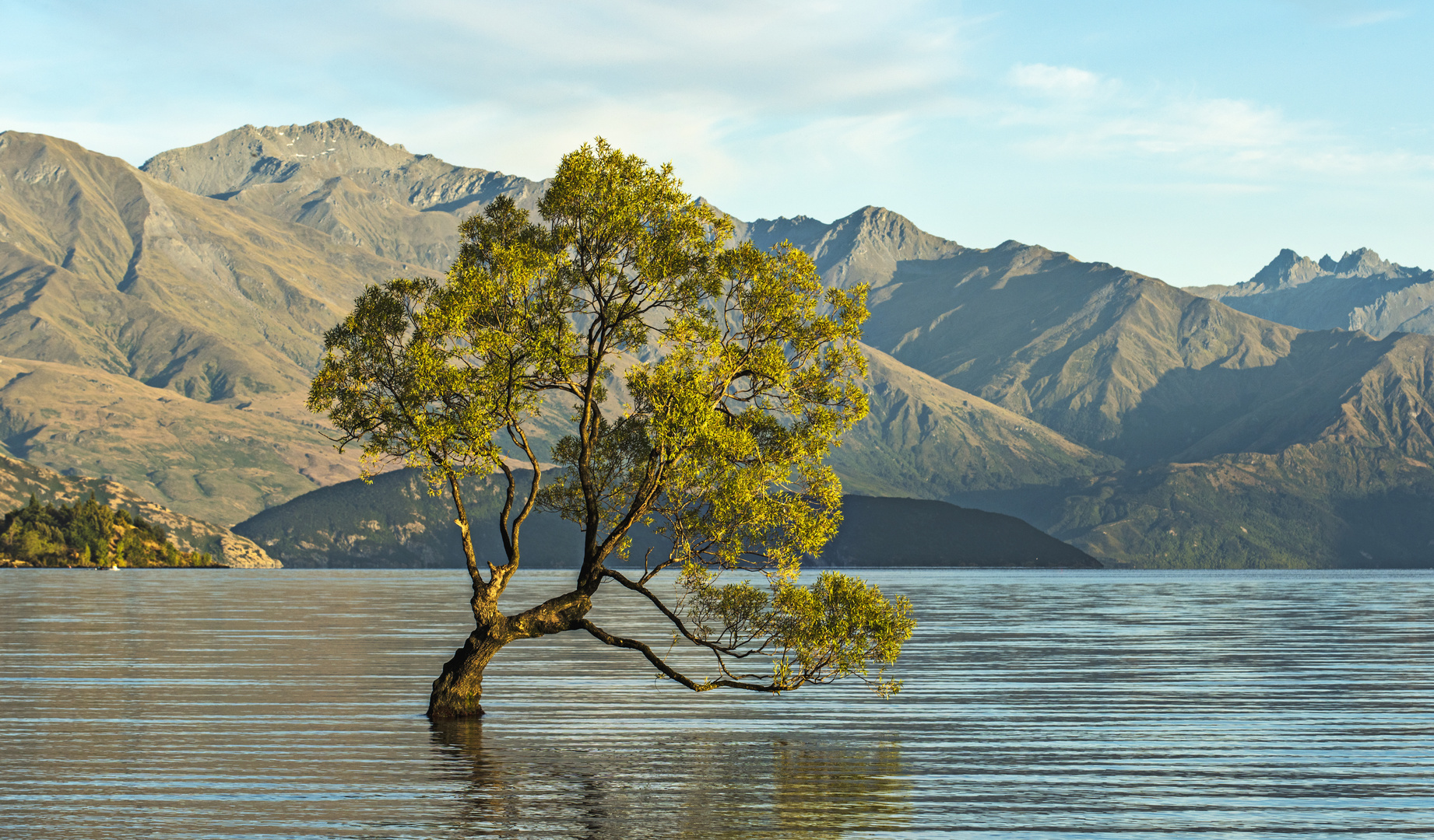 Wanaka tree Foto & Bild | neuseeland, südinsel, world Bilder auf ...