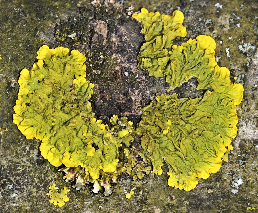 Wand-Gelbflechte (Xanthoria parietina) 01 Foto & Bild | pflanzen, pilze & flechten, pilze ...