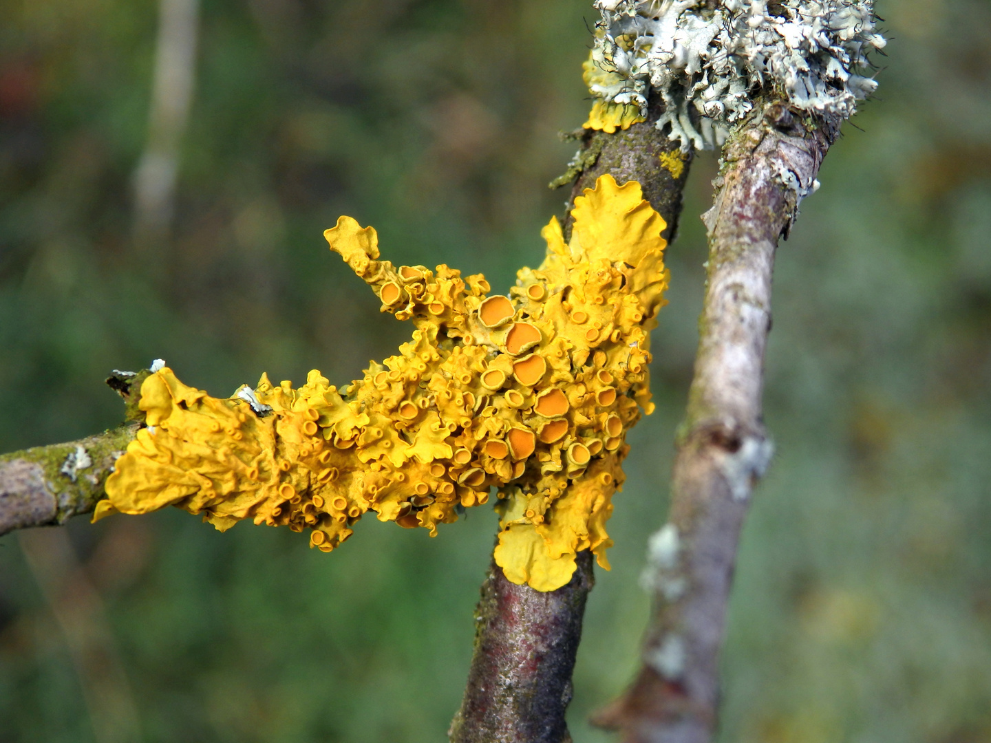 Wand-Gelbflechte (Xanthoria parietina) und Helm-Schwielenflechte (Physcia adscendens) Foto ...