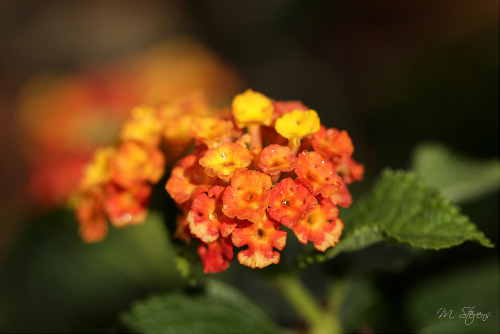 Wandel Foto & Bild | spezial, makro, natur Bilder auf fotocommunity