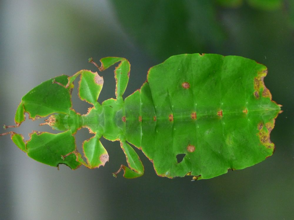 - Wandelndes Blatt - Foto & Bild | tiere, zoo, wildpark & falknerei ...