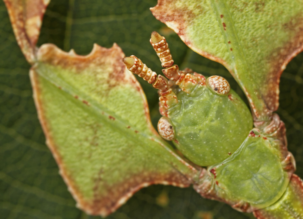 Wandelndes Blatt Foto & Bild | tiere, zoo, wildpark & falknerei ...