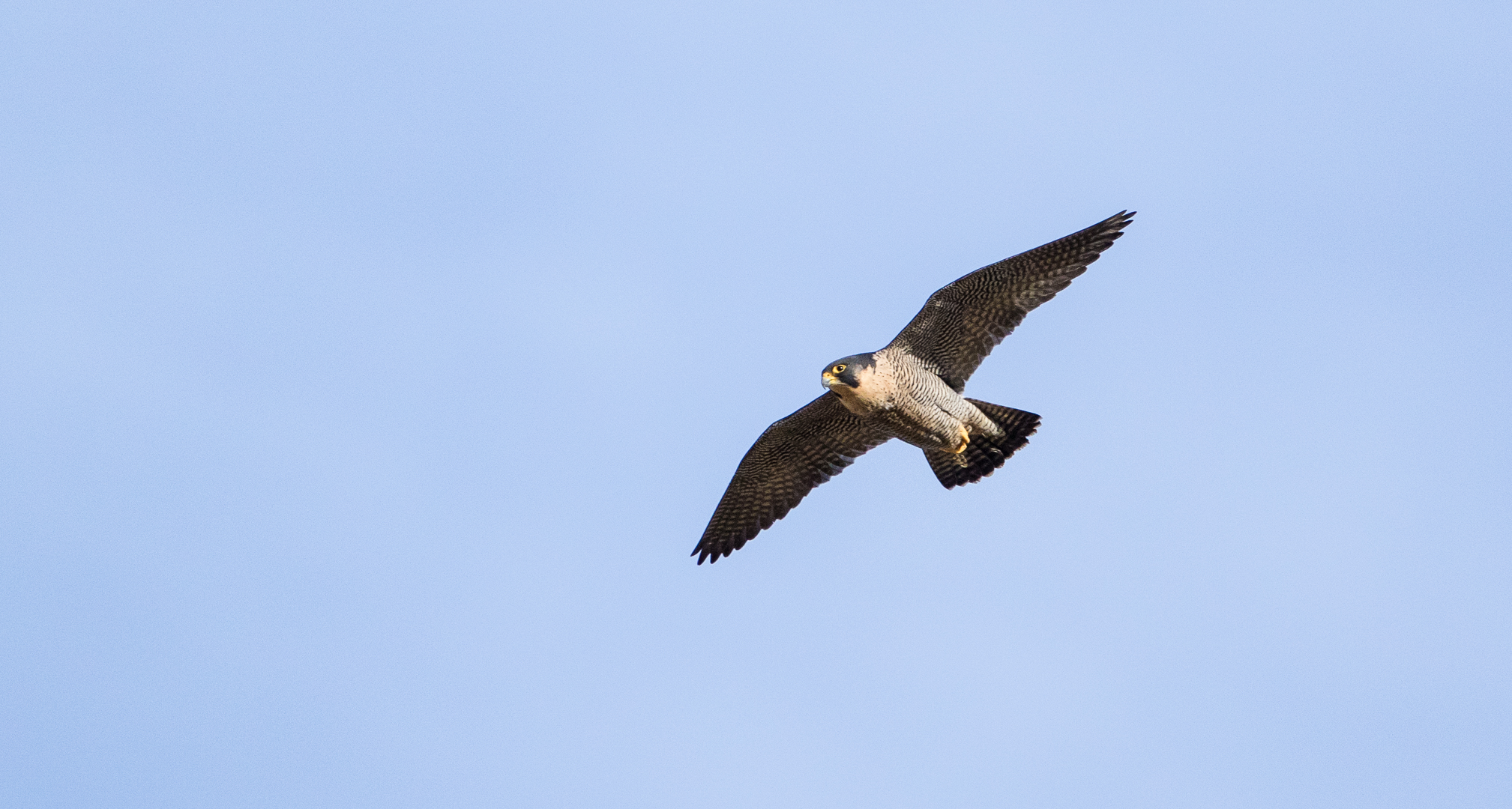 Wanderfalke .... Foto & Bild | tiere, wildlife, natur Bilder auf ...