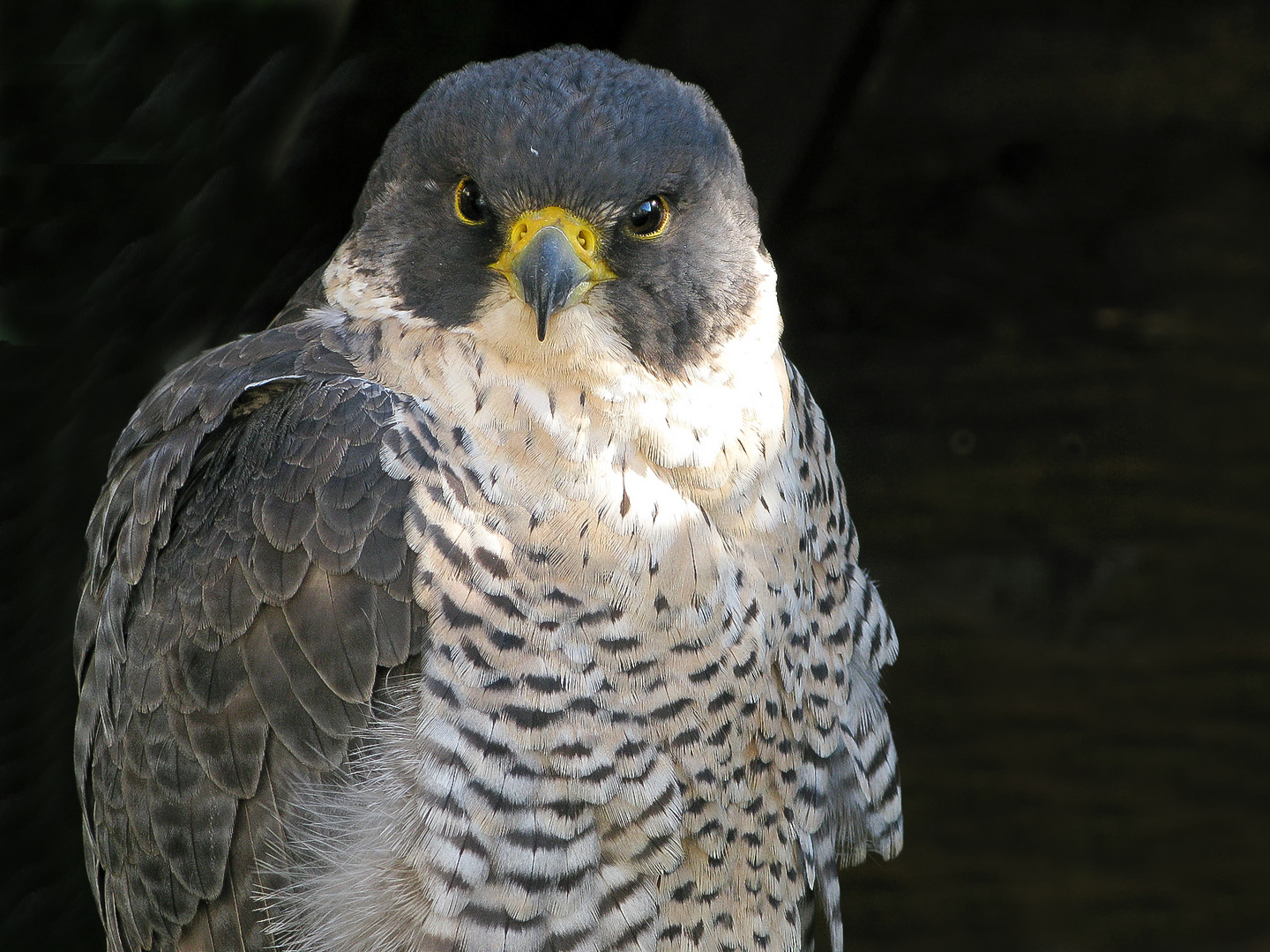 Wanderfalke ( 1 ) Foto & Bild | natur, zoo, tiere Bilder auf fotocommunity