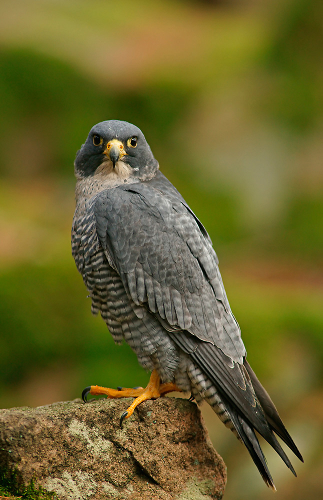 Wanderfalke Foto & Bild | tiere, zoo, wildpark & falknerei, vögel ...
