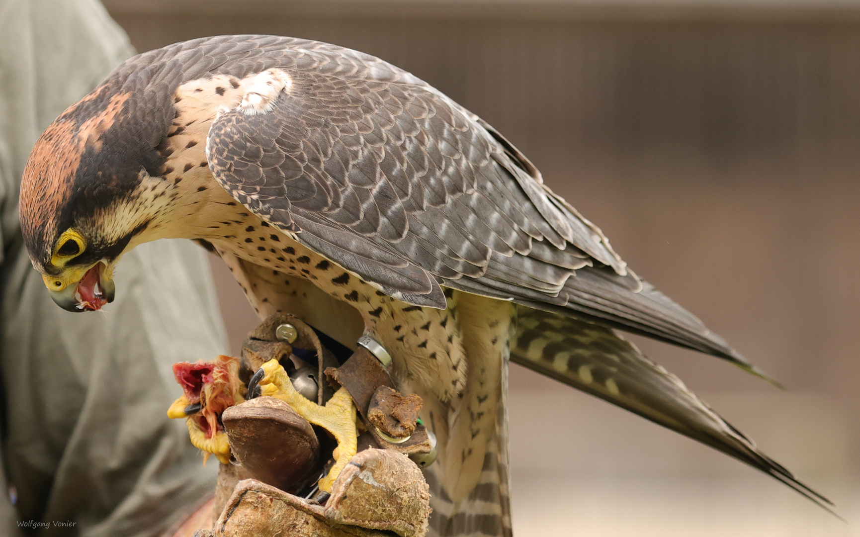 Wanderfalke Foto & Bild | nah- & makro, tiere, zoo, wildpark ...