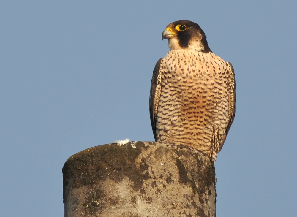 Wanderfalke Foto & Bild | tiere, wildlife, wild lebende vögel Bilder ...