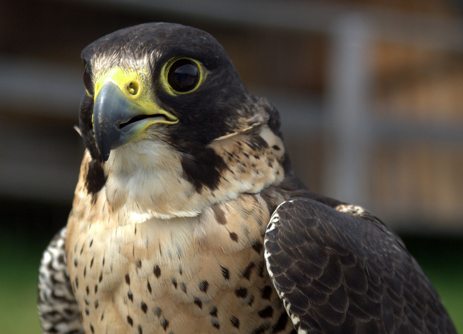 Wanderfalke Foto & Bild | tiere, zoo, wildpark & falknerei, vögel ...